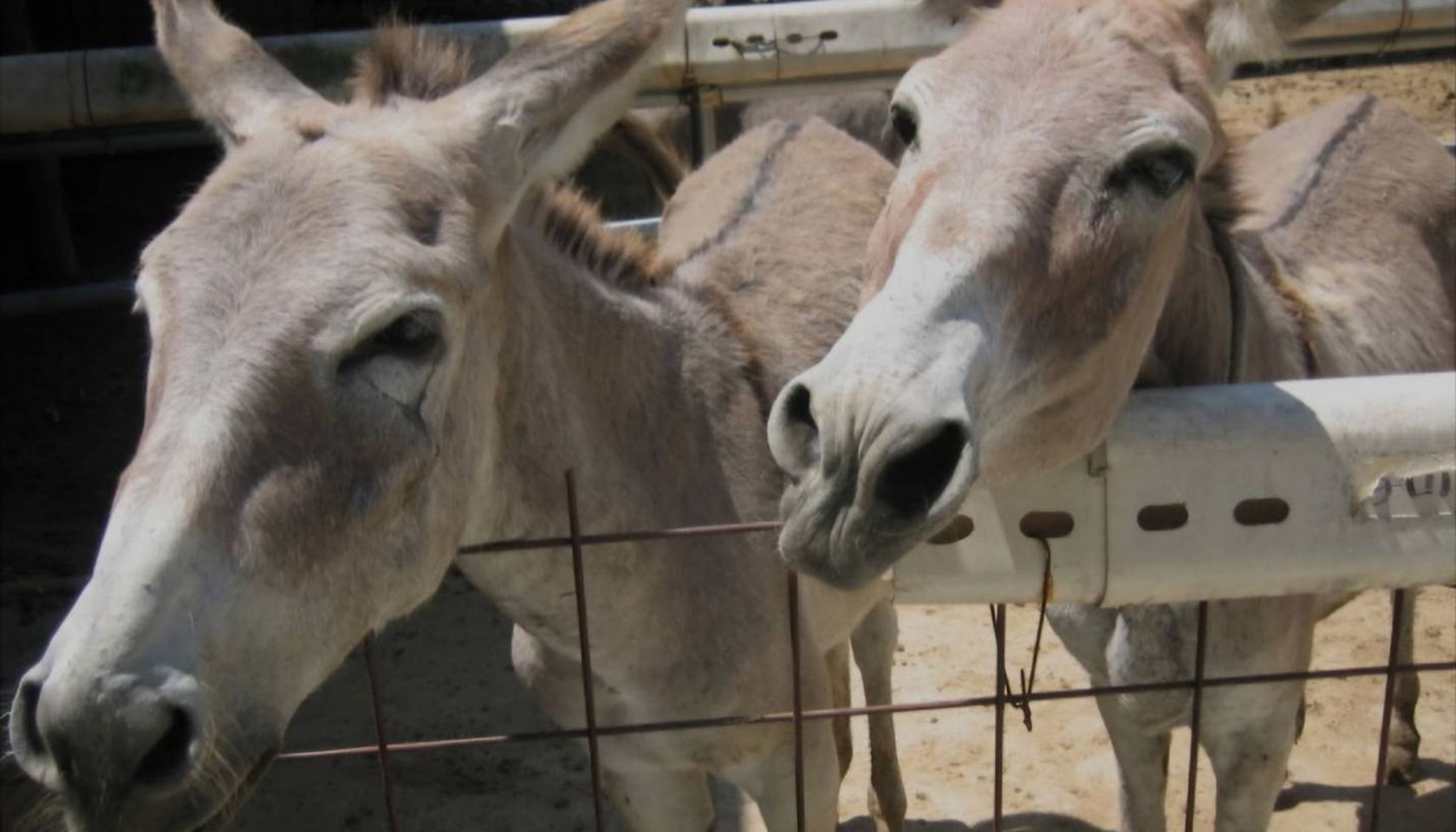 農家のデザート Tsiky Soft（ツイキーソフト）